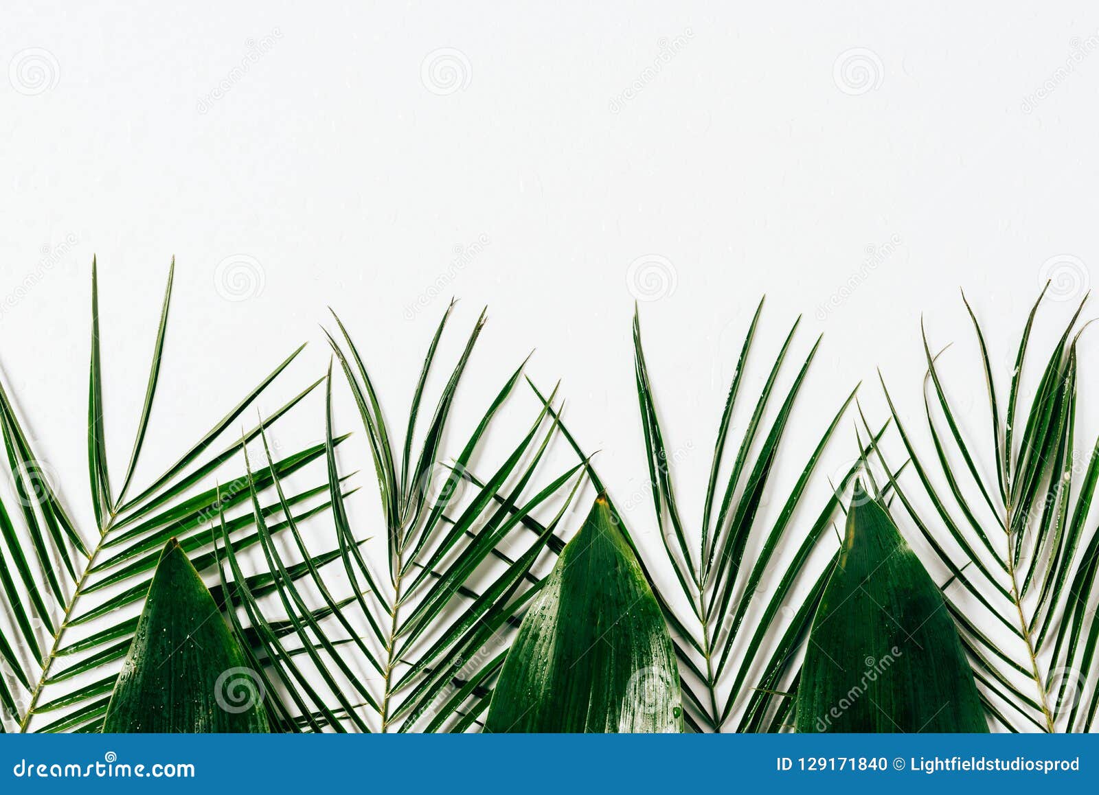 Flat Lay with Assorted Green Foliage Stock Photo - Image of greenery ...