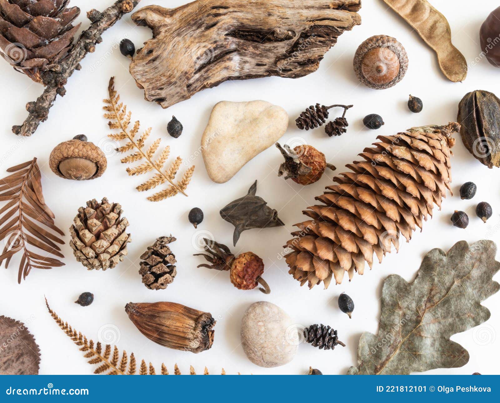 Flat Lay Autumn Composition. Natural Pattern of Various Fall Forest ...