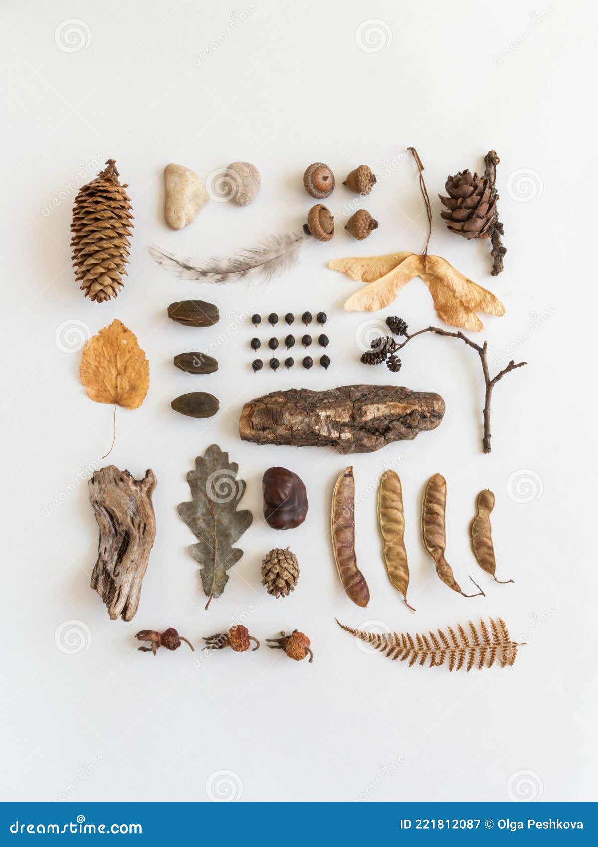 Flat Lay Autumn Composition of Various Autumn Forest Materials Stock ...