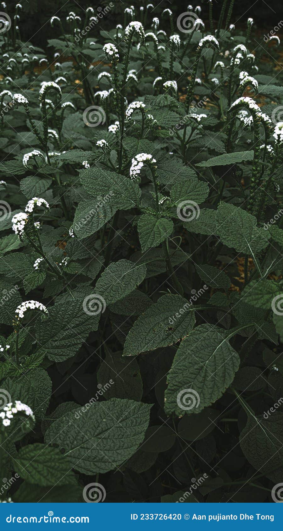 Flat Lay. Clusters of Leaves Form Beautiful Patterns and Textures Stock ...