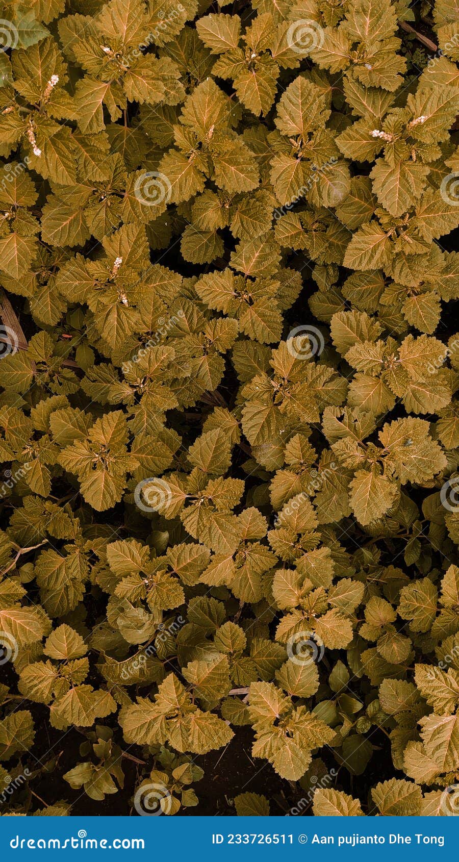 Flat Lay. Clusters of Leaves Form Beautiful Patterns and Textures Stock ...