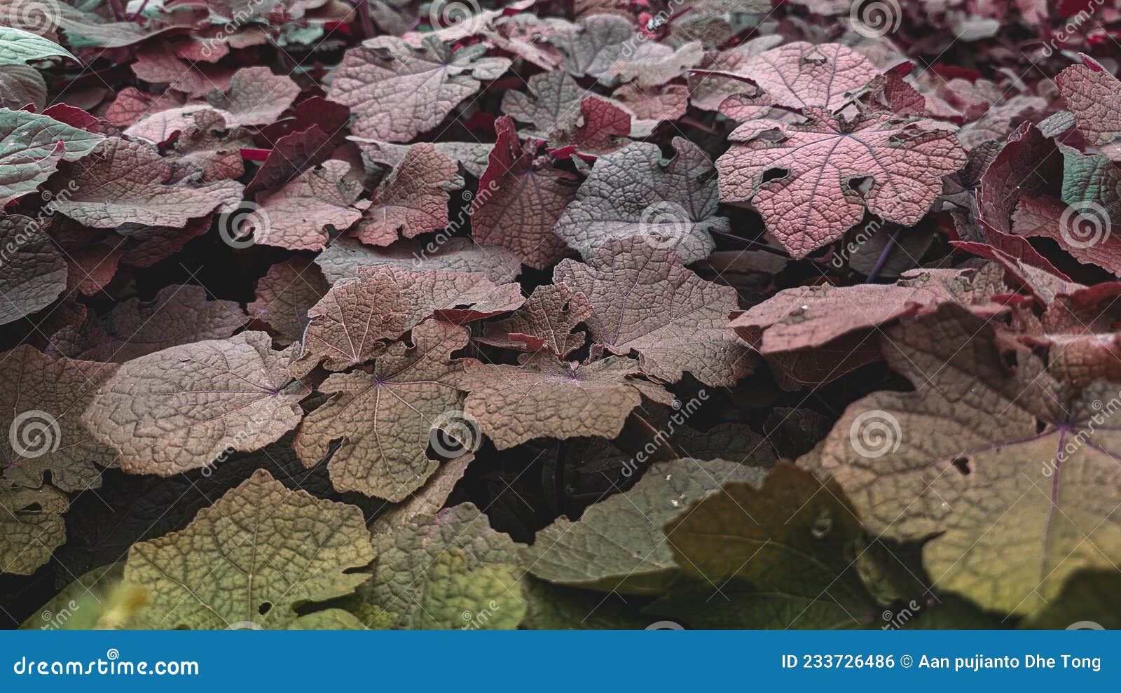 Flat Lay. Clusters of Leaves Form Beautiful Patterns and Textures Stock ...
