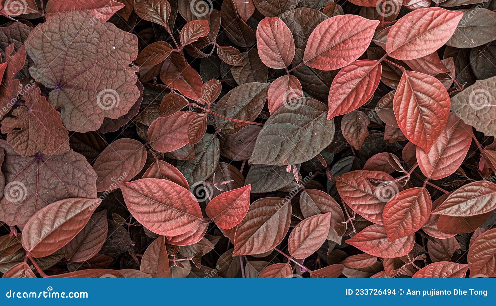 Flat Lay. Clusters of Leaves Form Beautiful Patterns and Textures Stock ...