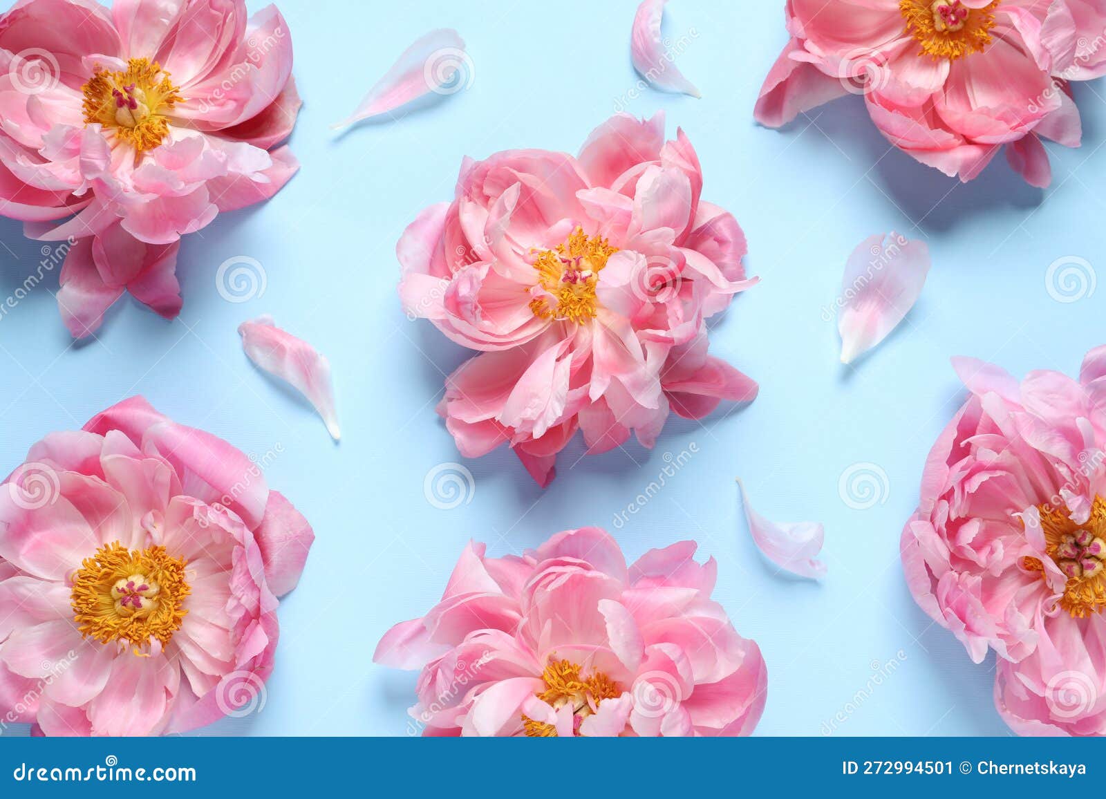 Flat Lay Composition with Beautiful Pink Peonies on Light Turquoise ...