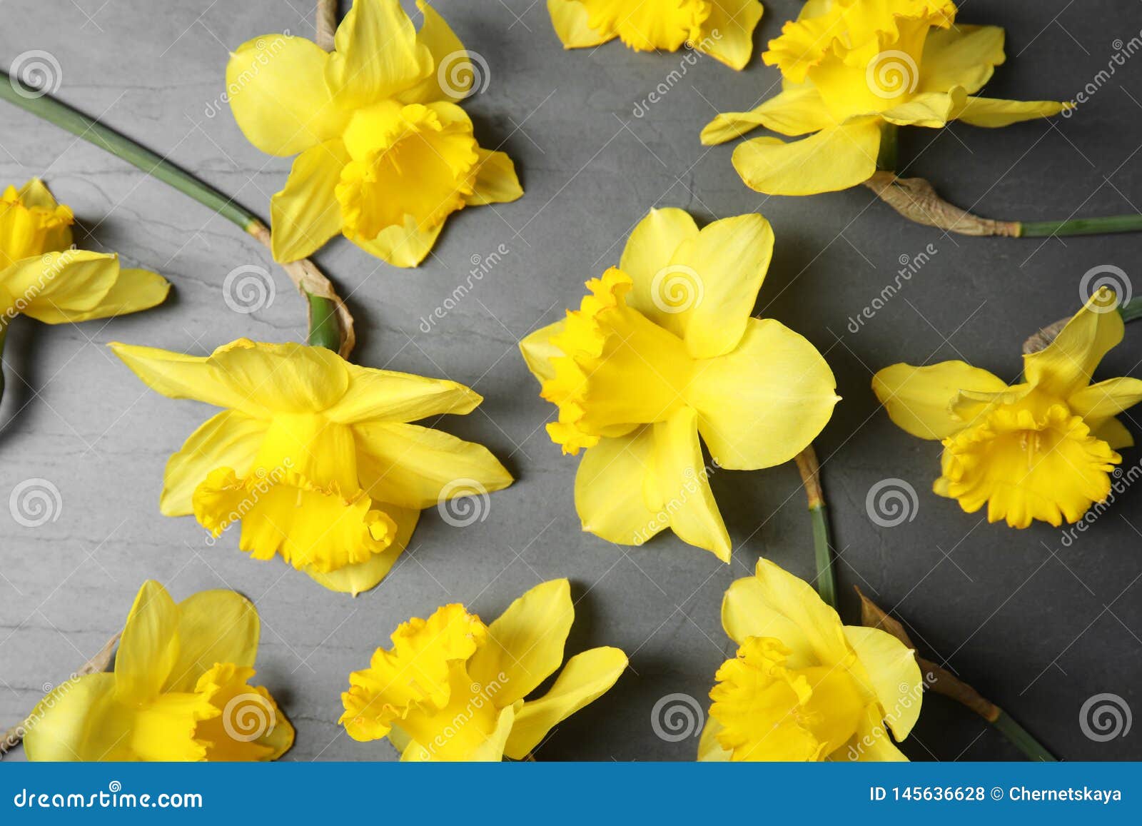 Flat Lay Composition with Daffodils on Dark. Fresh Spring Flowers Stock ...