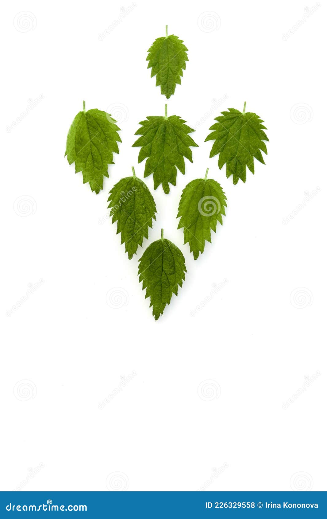 Flat Lay Composition with Leaves of Young Nettle in Form of Leaf on ...
