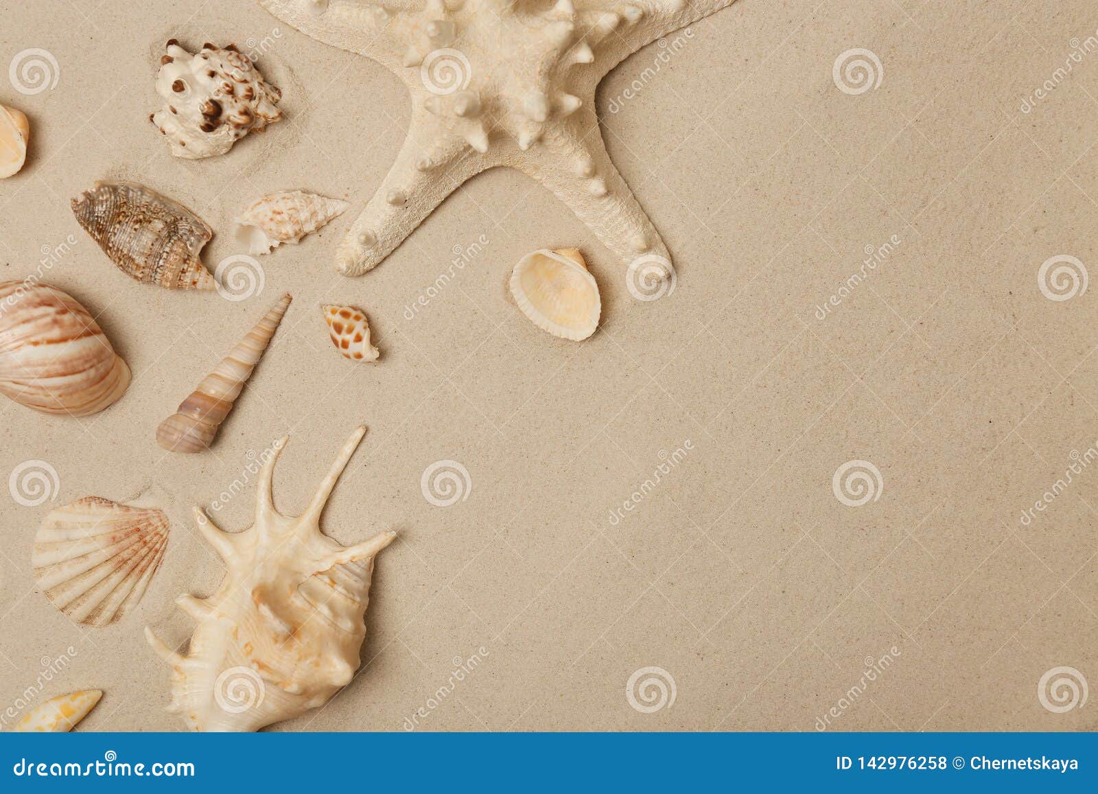 Flat Lay Composition with Sea Shells, Starfish and Space for Text Stock ...