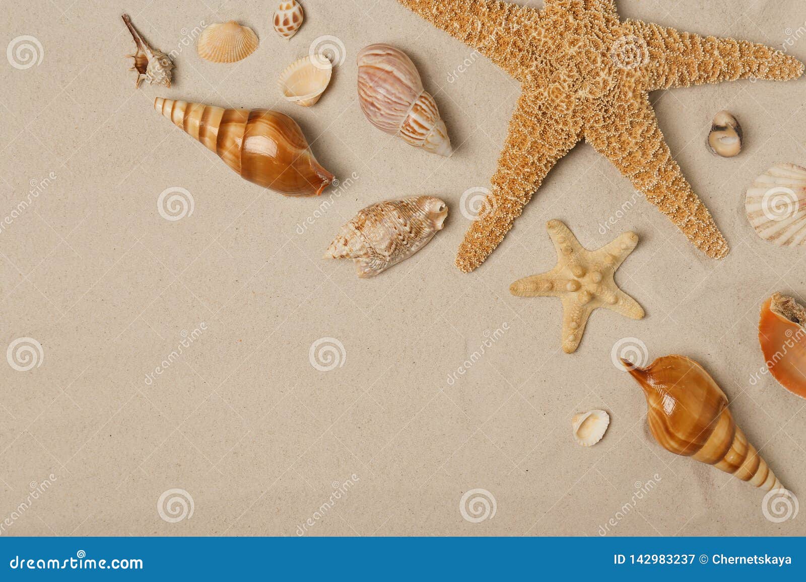 Flat Lay Composition with Sea Shells, Starfishes and Space for Text ...