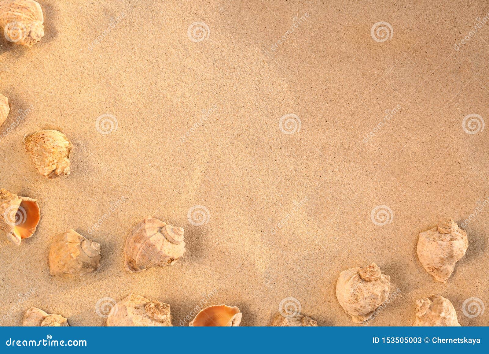 Flat Lay Composition with Seashells on Sandy Beach Stock Image - Image ...