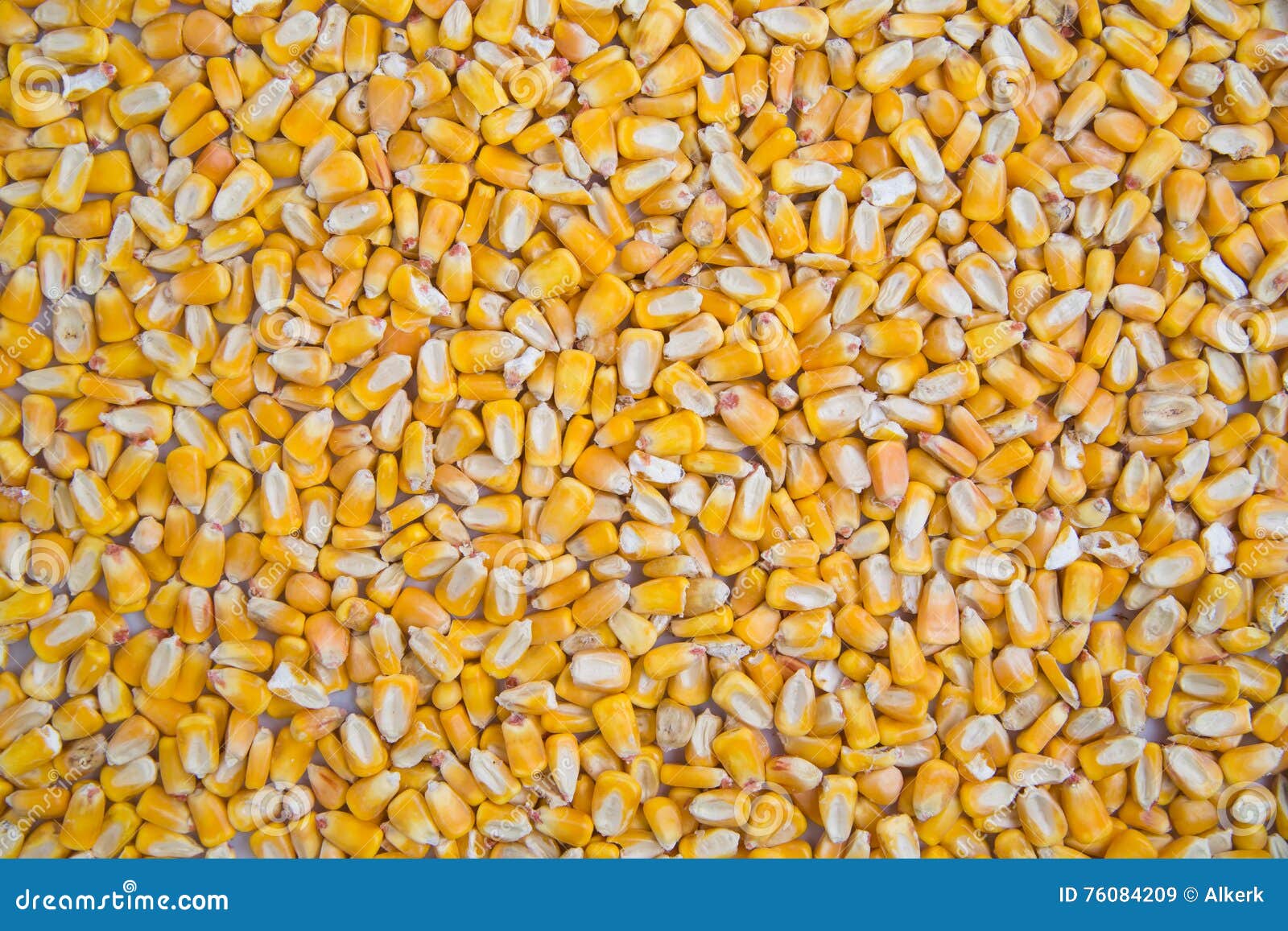 Flat lay of corn kernels stock image. Image of agriculture - 76084209