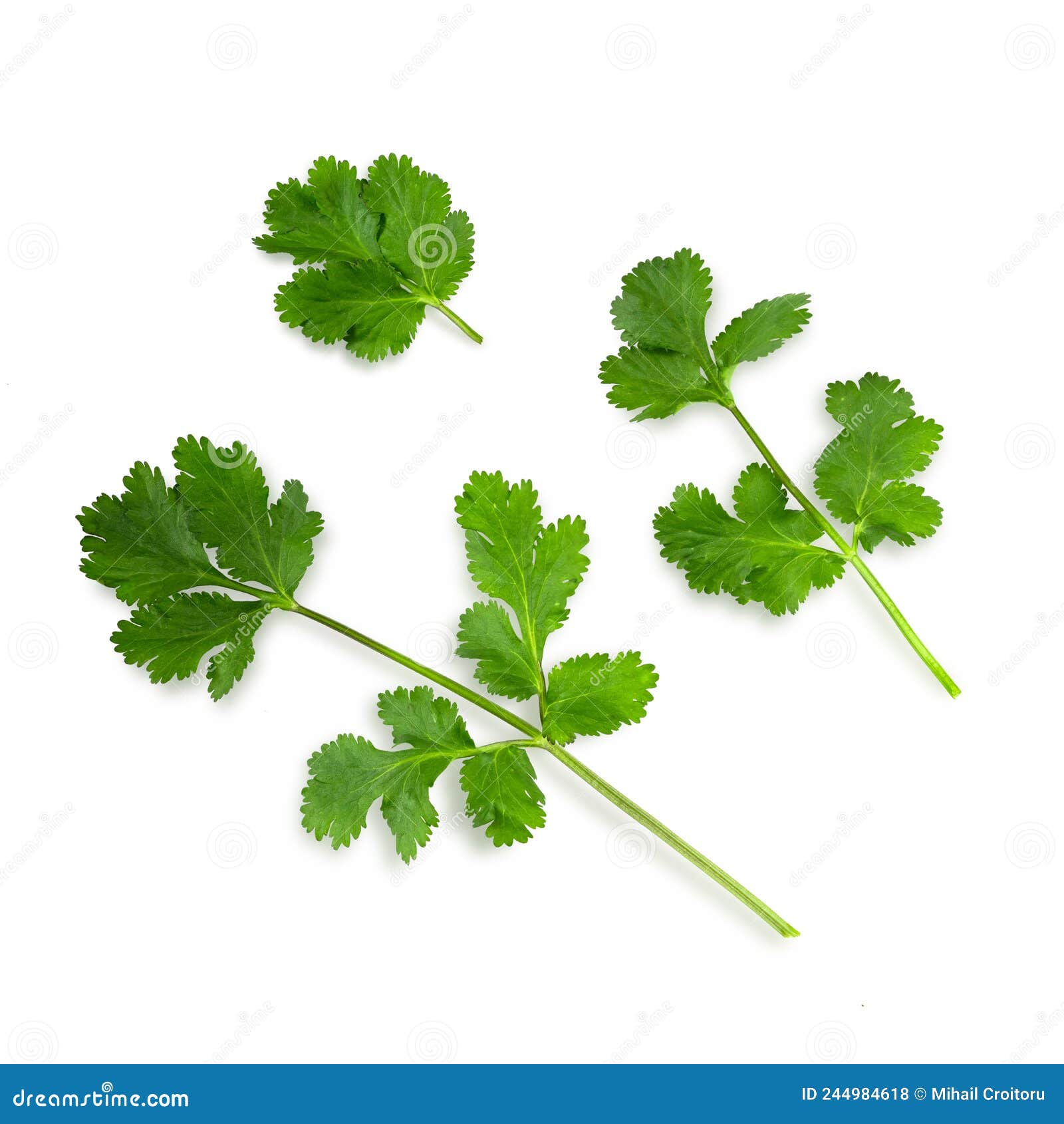 Flat Lay of Fresh Coriander Leaves Isolated on White Background Stock ...