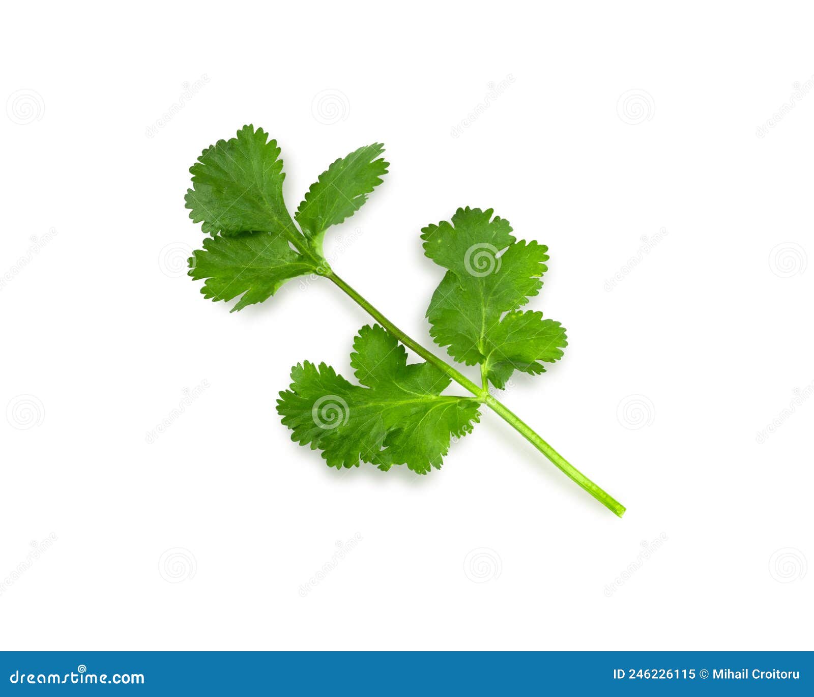 Flat Lay of Fresh Coriander Leaves Isolated on White Background. Stock ...
