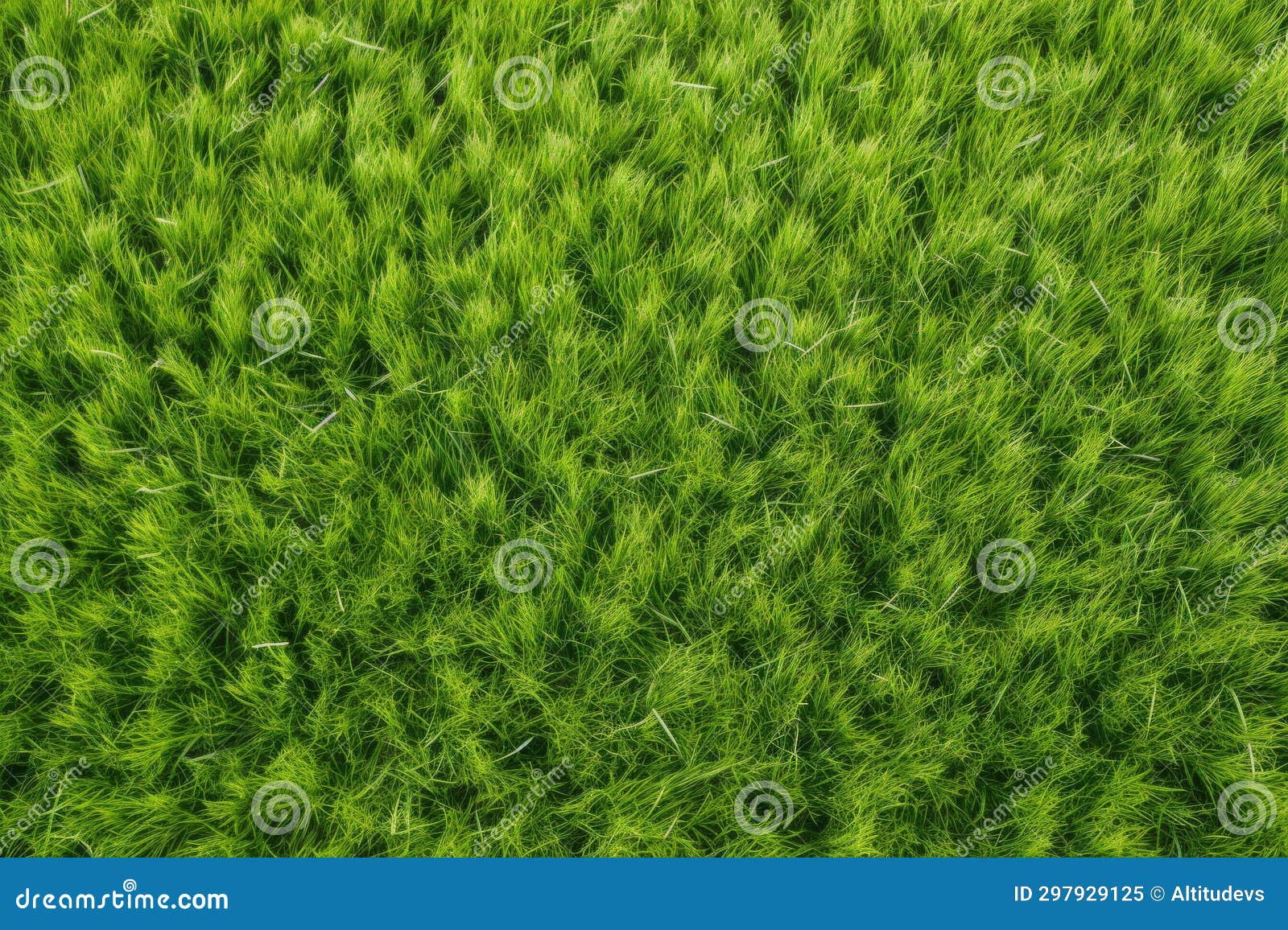 Flat Lay of Grass Seen from Above Stock Image - Image of nature ...