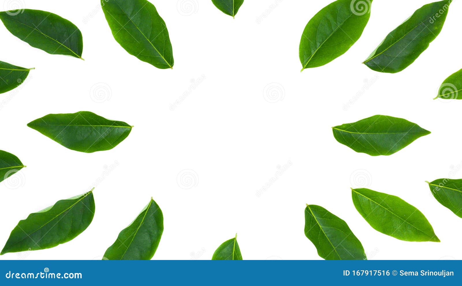 Flat Lay Green Leaf Isolated on White. Stock Photo - Image of circle ...