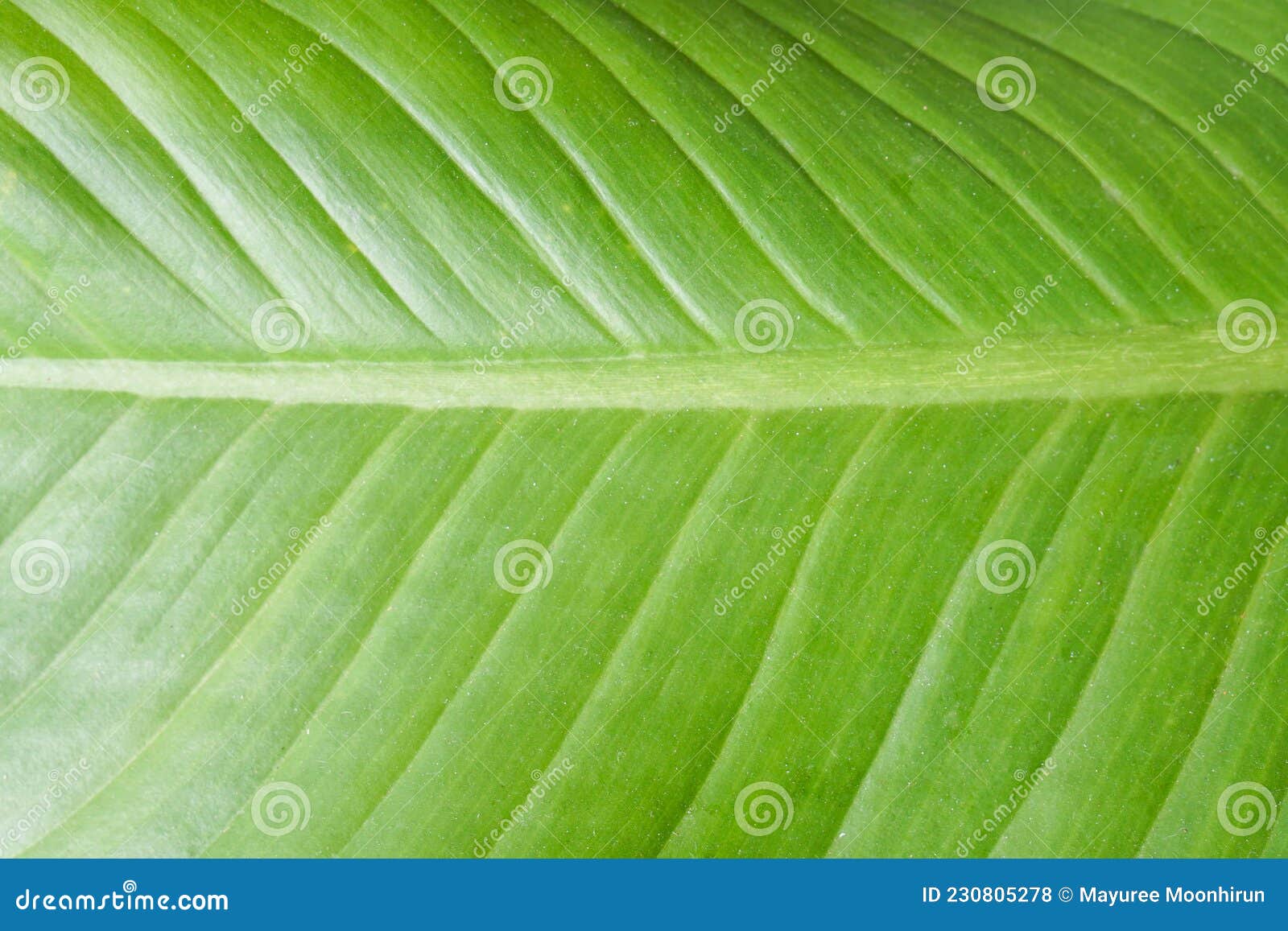 Flat Lay Green Leaf with Strip Pattern Texture in Summer Stock Photo ...