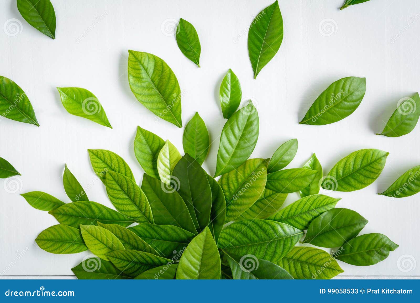 Flat Lay Green Leaf on White Wood Background Stock Image - Image of ...