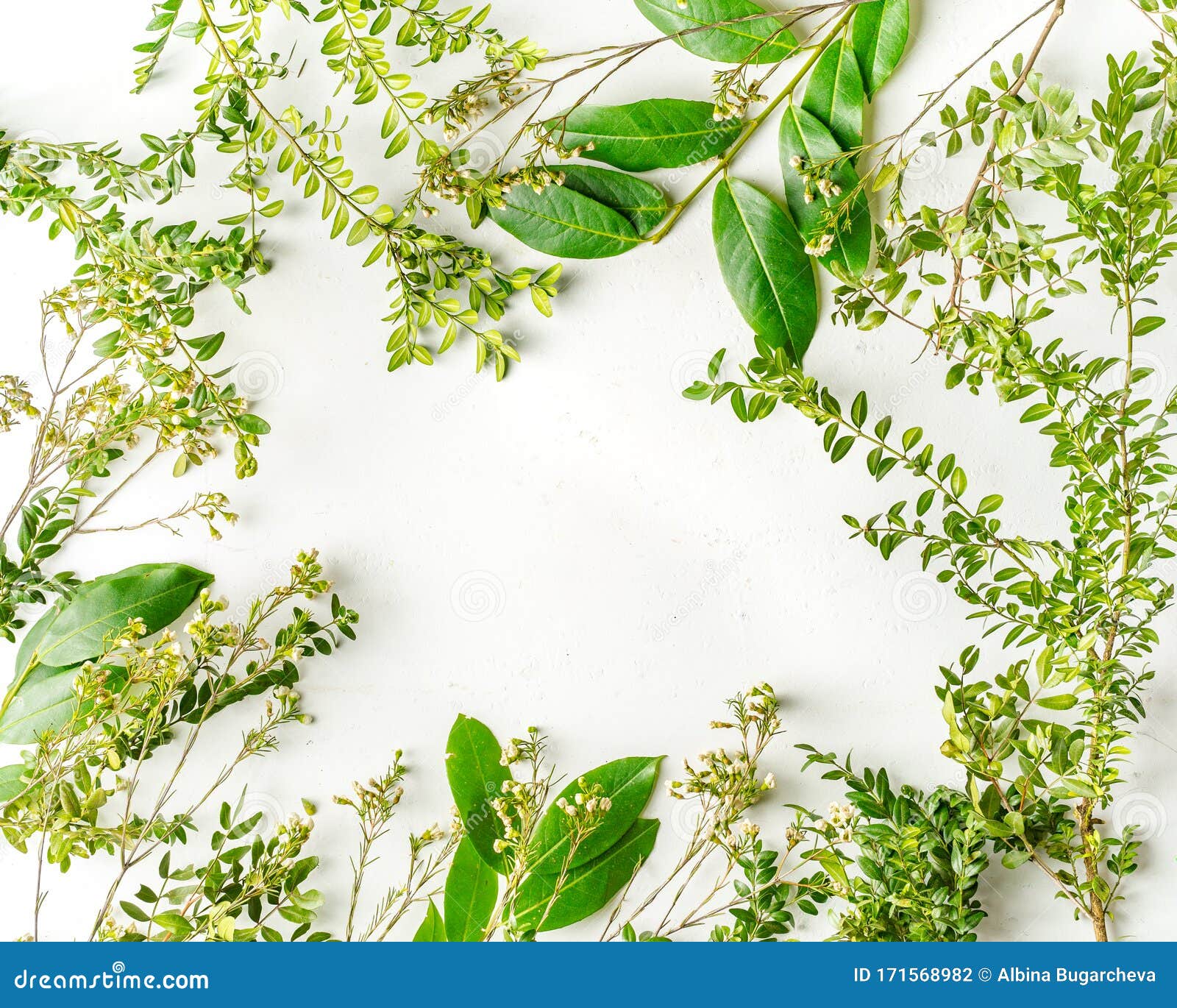 Flat Lay with Green Tree Branches and Plants on White Background Stock ...
