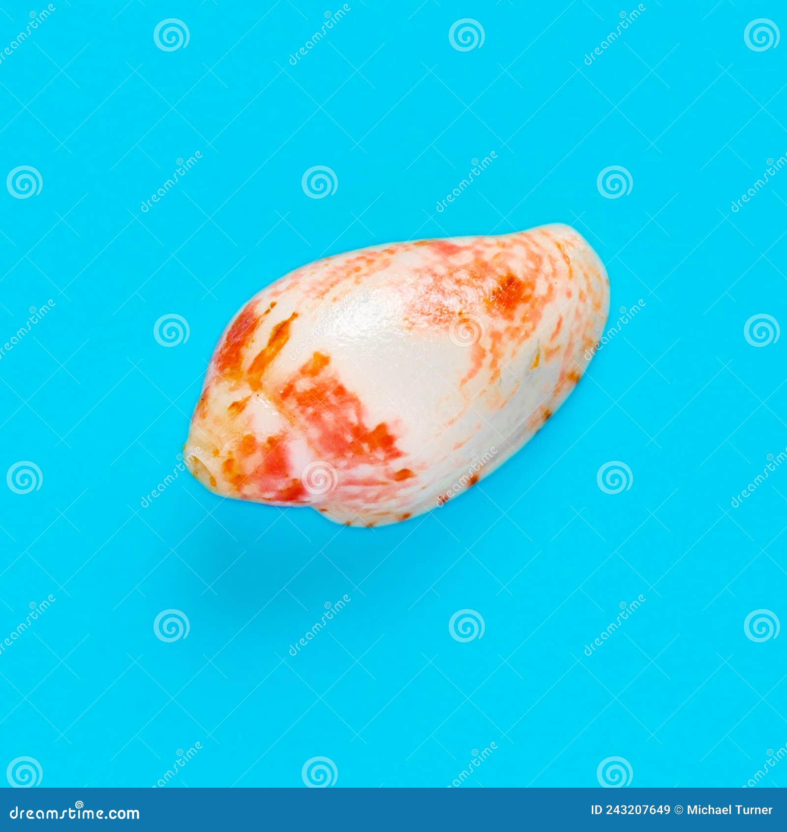 Flat Lay Isolated Image of a Coastal Seashell on a Blue Background ...