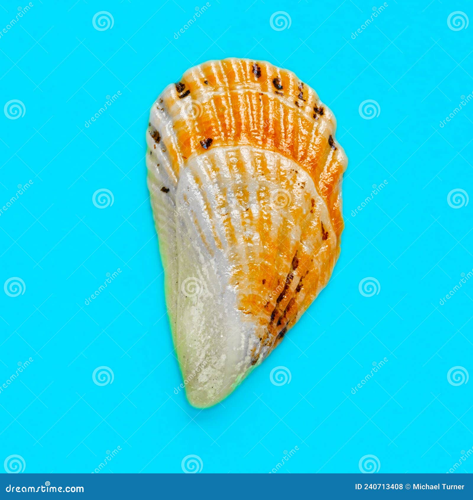 Flat Lay Isolated Image of a Coastal Seashell on a Blue Background ...