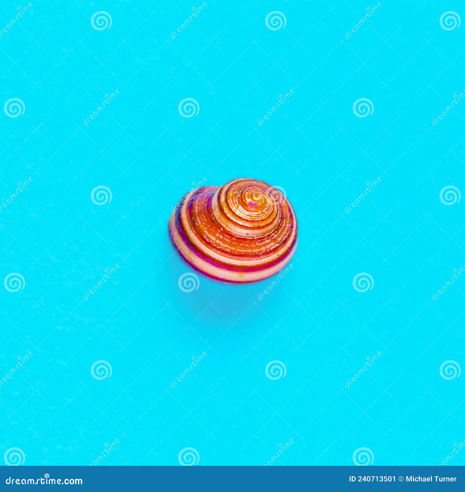 Flat Lay Isolated Image of a Coastal Seashell on a Blue Background ...