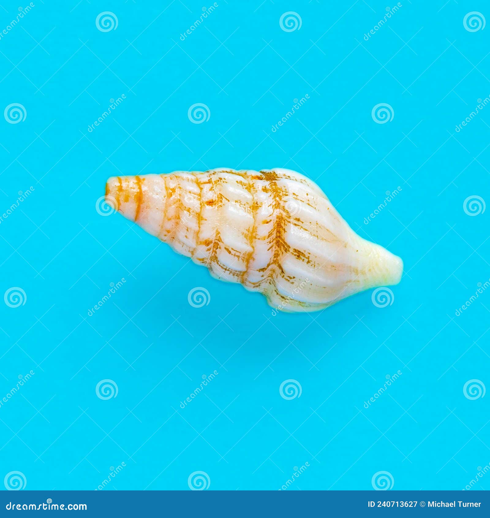 Flat Lay Isolated Image of a Coastal Seashell on a Blue Background ...