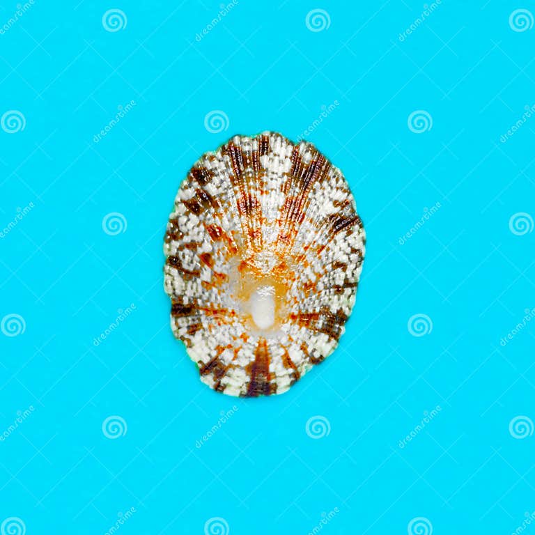 Flat Lay Isolated Image of a Coastal Seashell on a Blue Background ...