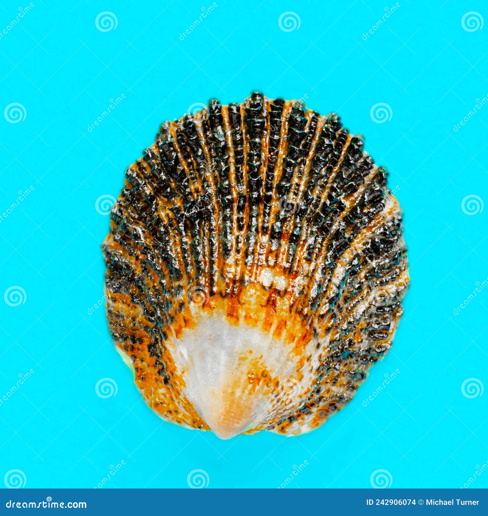Flat Lay Isolated Image of a Coastal Seashell on a Blue Background ...