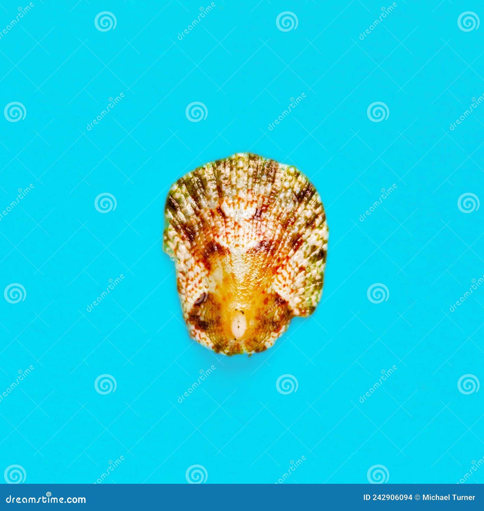 Flat Lay Isolated Image of a Coastal Seashell on a Blue Background ...