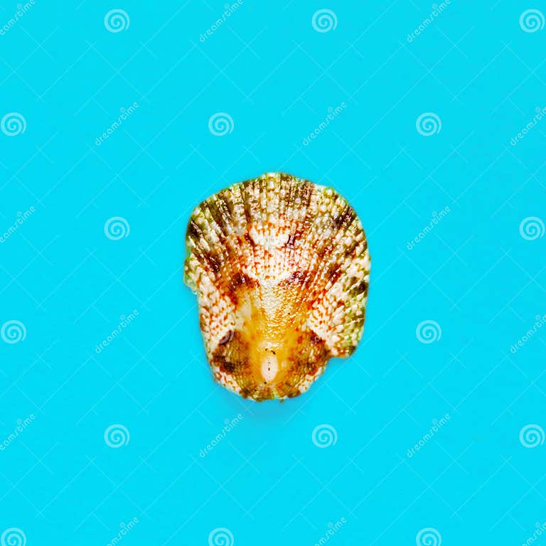 Flat Lay Isolated Image of a Coastal Seashell on a Blue Background ...