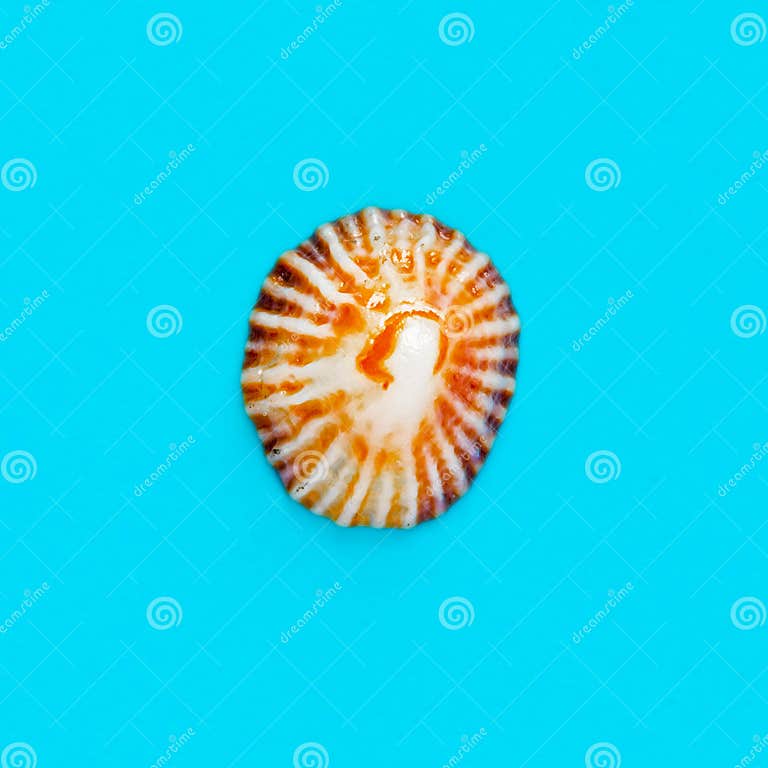 Flat Lay Isolated Image of a Coastal Seashell on a Blue Background ...