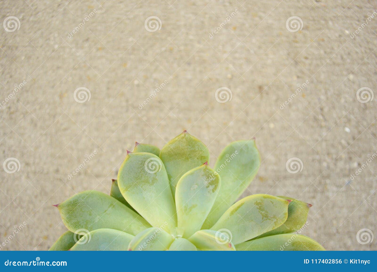 Flat Lay Partial Single Succulent Top View Stock Photo - Image of ...