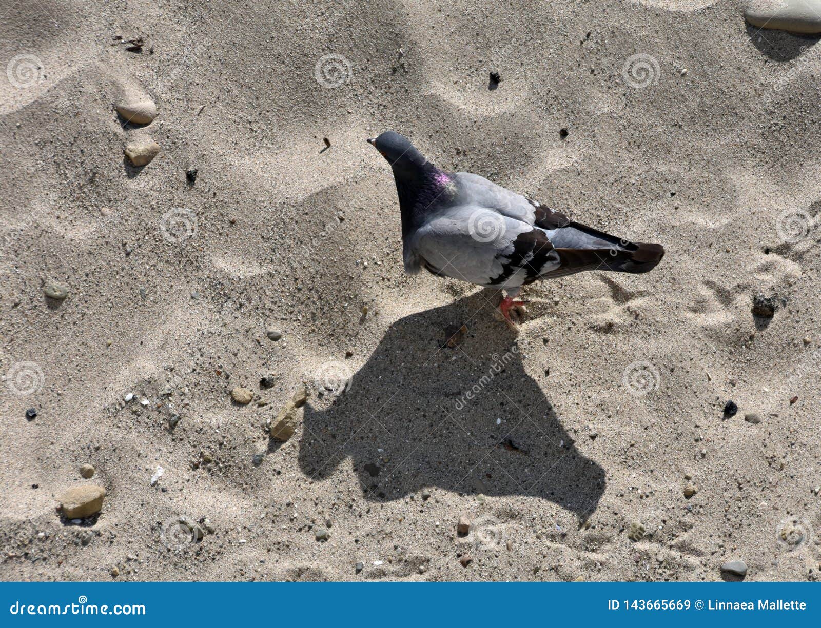 Flat Lay of a Pigeon and Its Shadow Stock Image - Image of scavenger ...