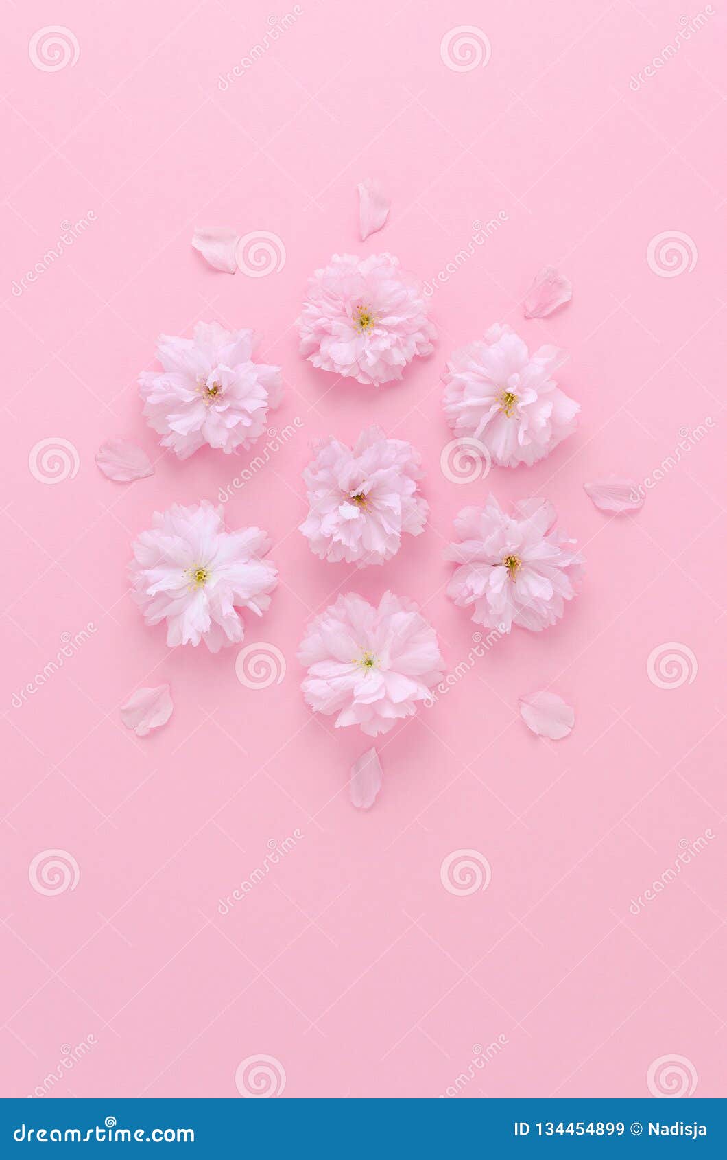 Flat Lay Pink Background with Sakura Fresh Flowers Stock Image - Image ...