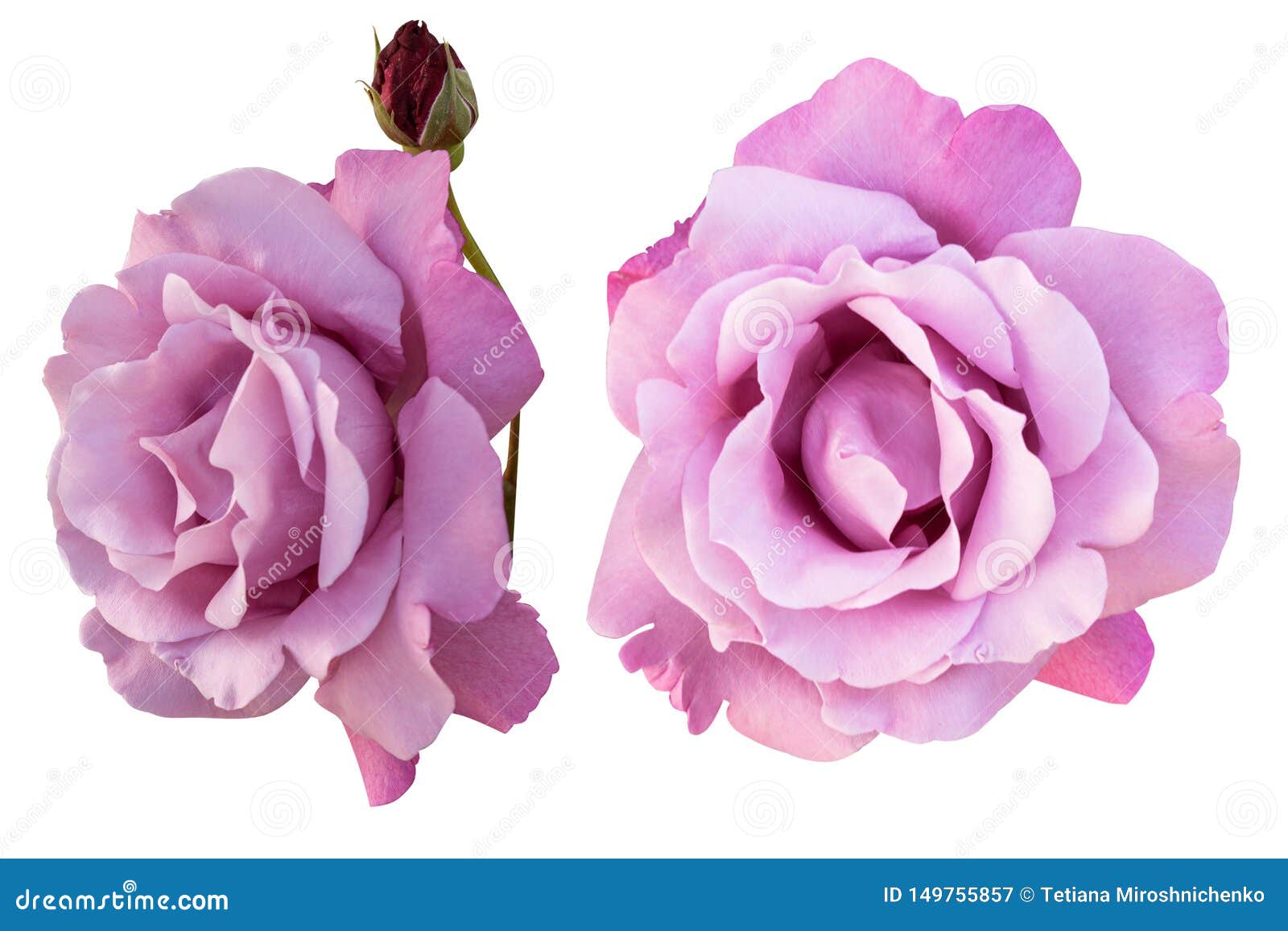 Flat Lay of Pink Roses Flowers Arranged in Square on White Background ...