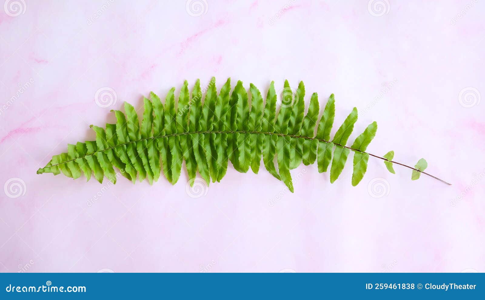 Flat Lay of a Single Fern Leaf Branch Stock Photo - Image of ...