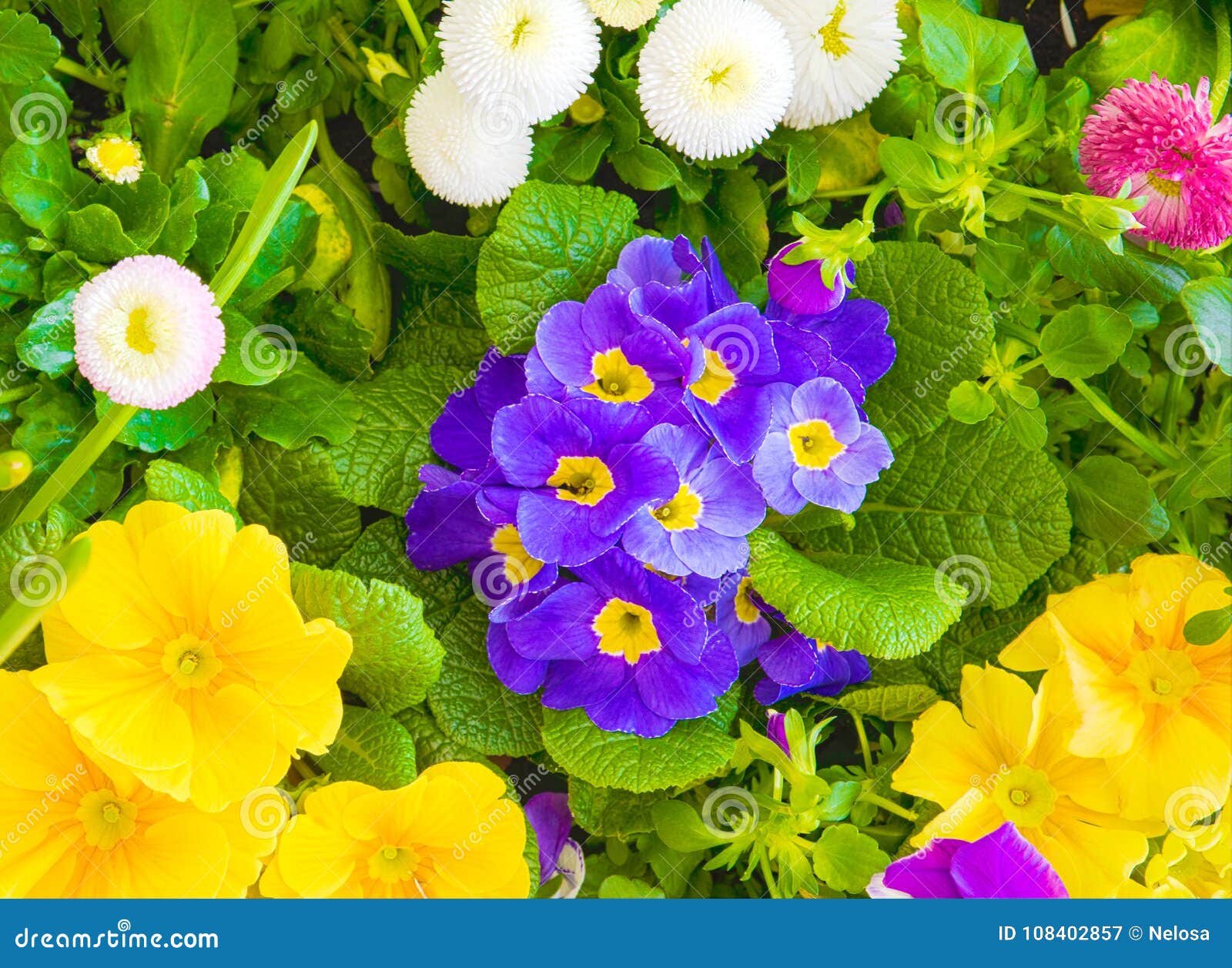 Flat Lay of Spring Flowers stock image. Image of purple - 108402857