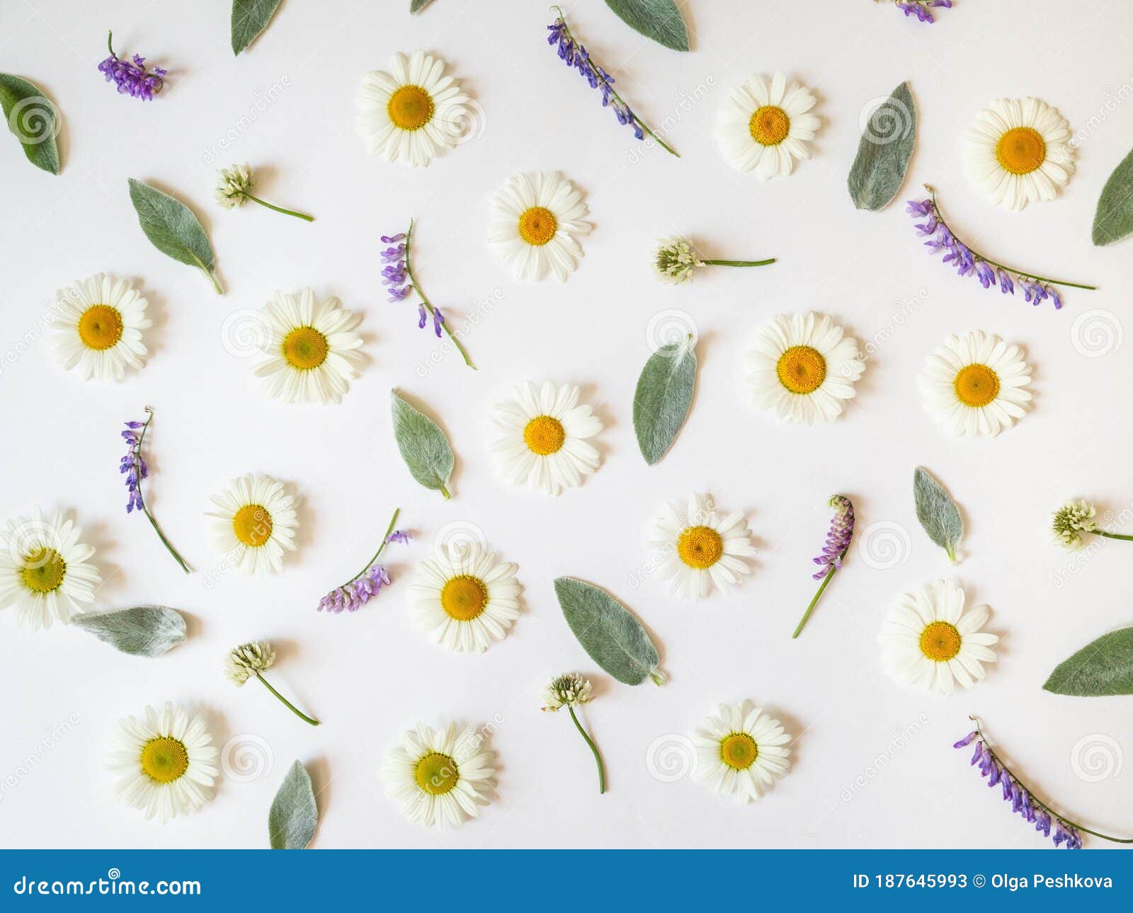 Flat Lay Spring and Summer Wild Flowers on a White Background. Flowers ...