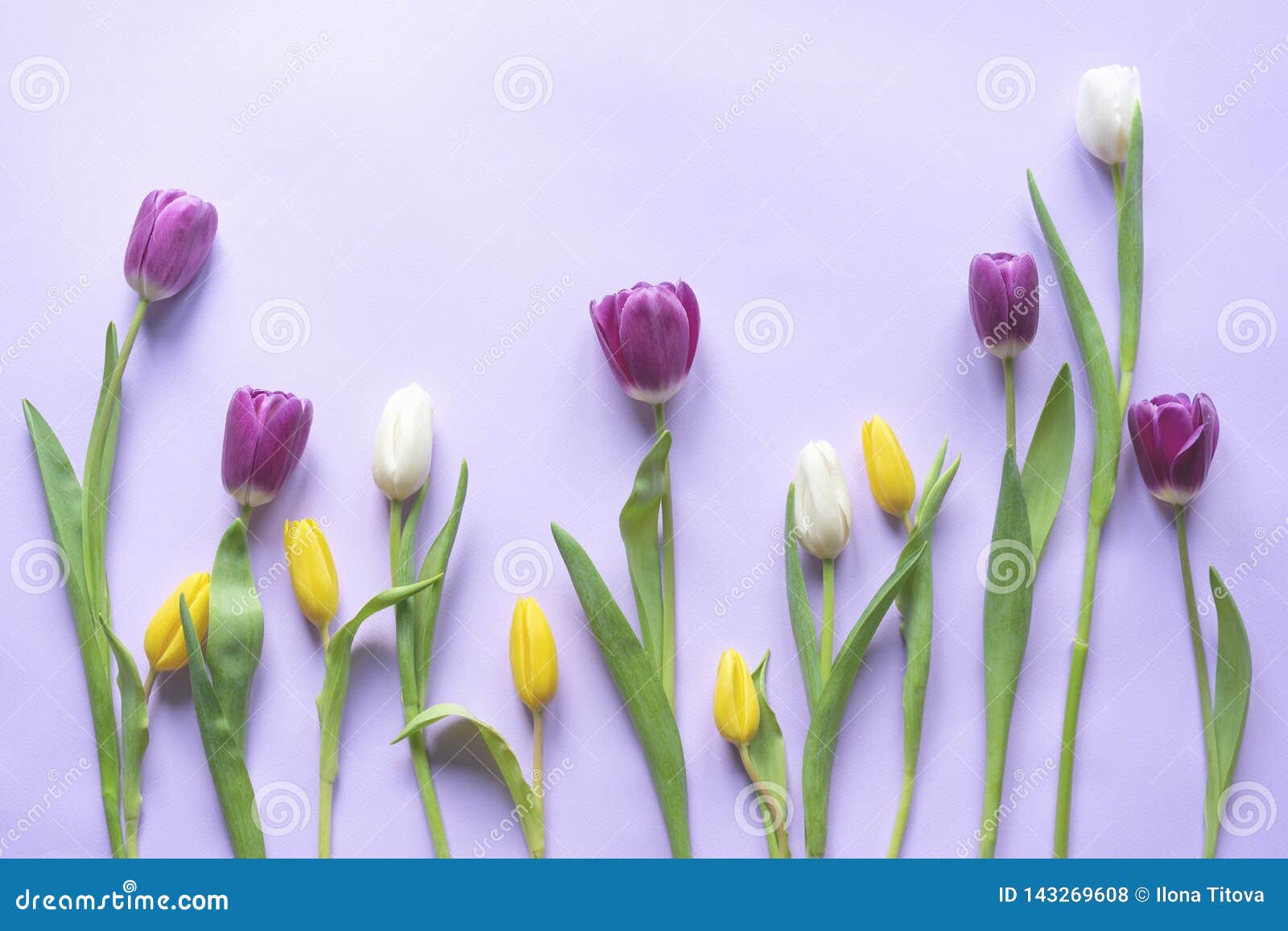 Flat Lay from Spring Tulips Stock Photo - Image of season, pastel ...
