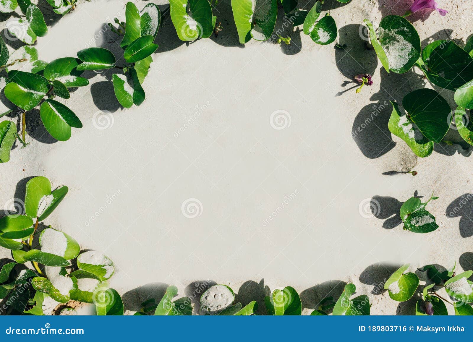 Flat Lay, Top View, Frame of Greenery on a White Background ...