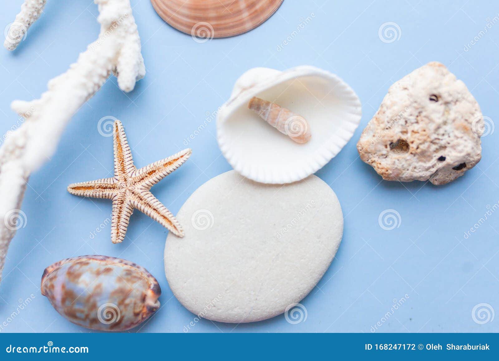 Flat Lay. Top View. Frame of Shells of Various Kinds on a Blue ...