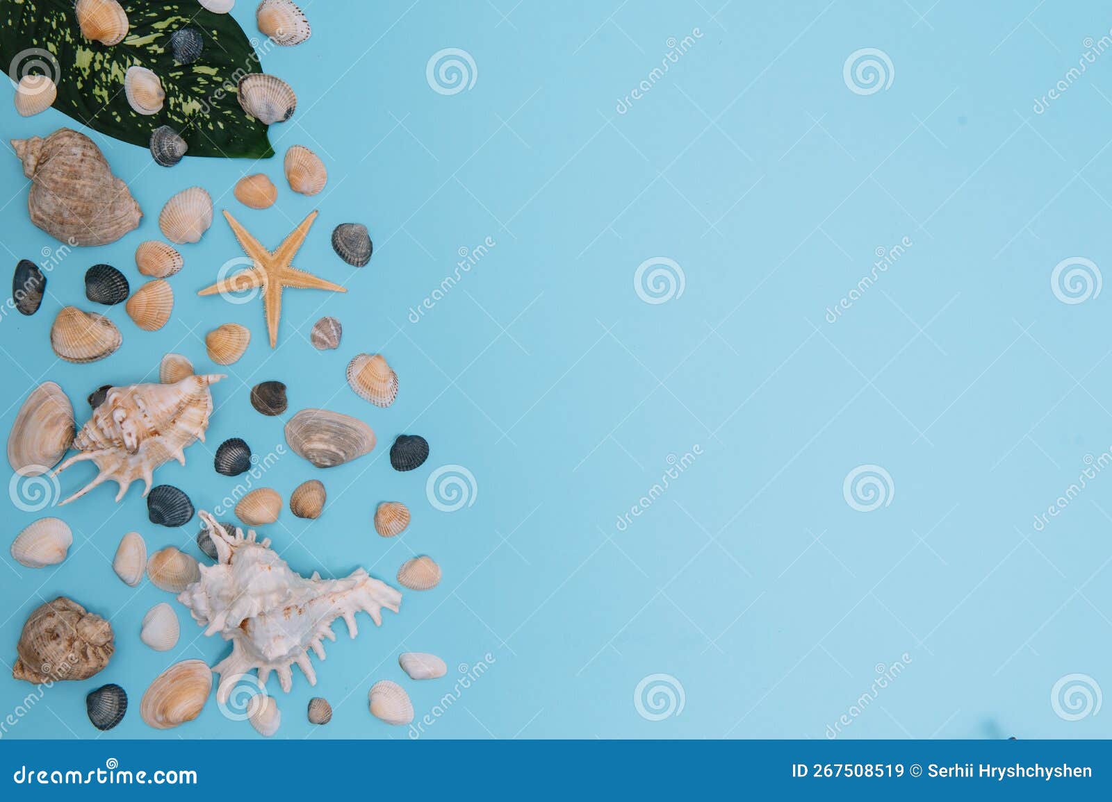 Flat Lay. Top View. Frame of Shells of Various Kinds on a Blue ...