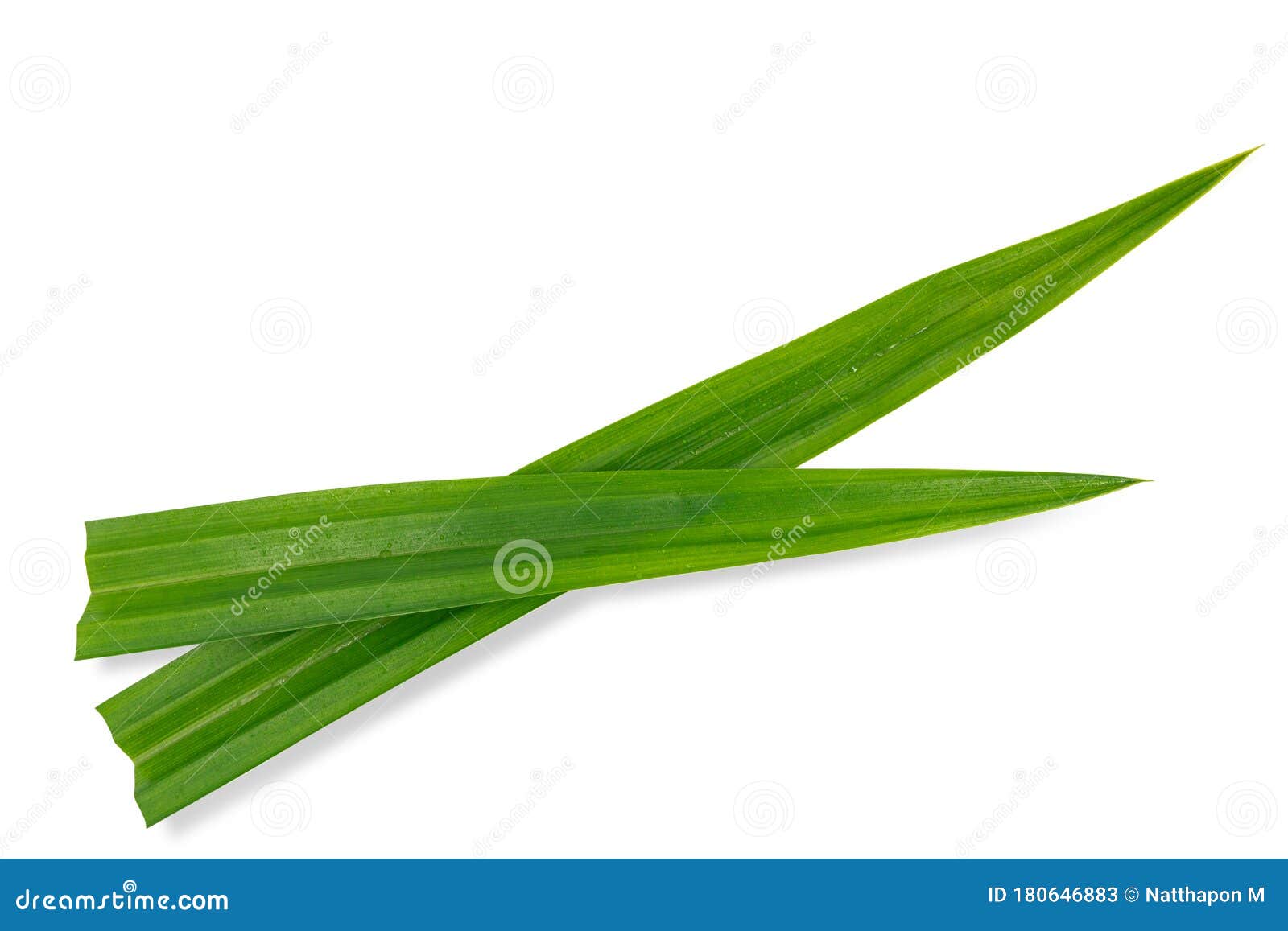 Top View Of Pandan Leaves Pandanus Amaryllifolius In Garden With ...