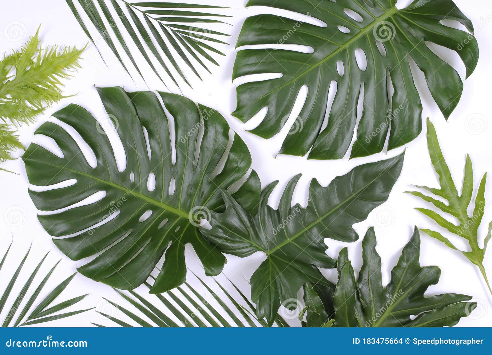 Flat Lay of Various Green Leaves for Decoration on White Background ...