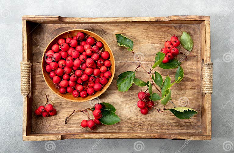 Flat Lay View of Fresh Crataegus Curvisepala, Crataegus Monogyna ... Flat Lay View of Fresh Crataegus Curvisepala, Crataegus Monogyna ...