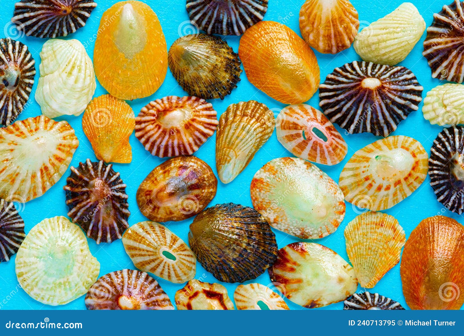 Flat Lay Wallpaper Background Image of Coastal Seashells on a Blue ...