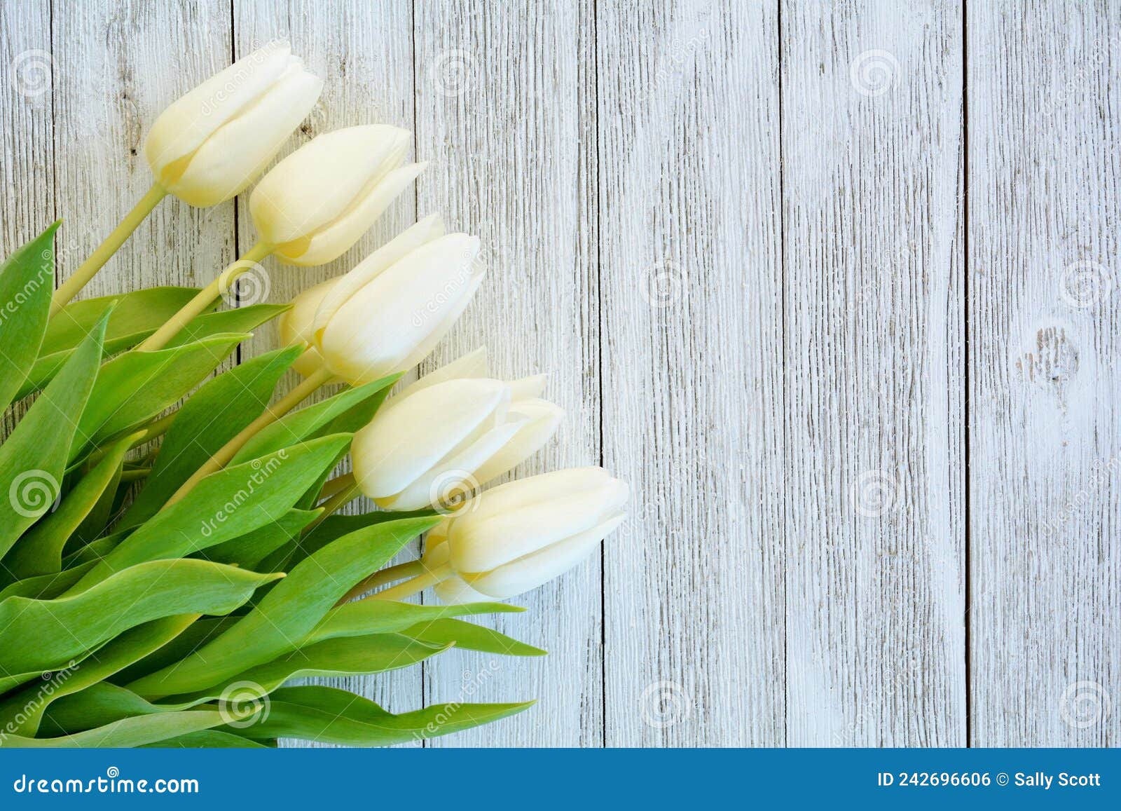 Flat Lay White Tulips Rustic Stock Photo - Image of green, flowers ...