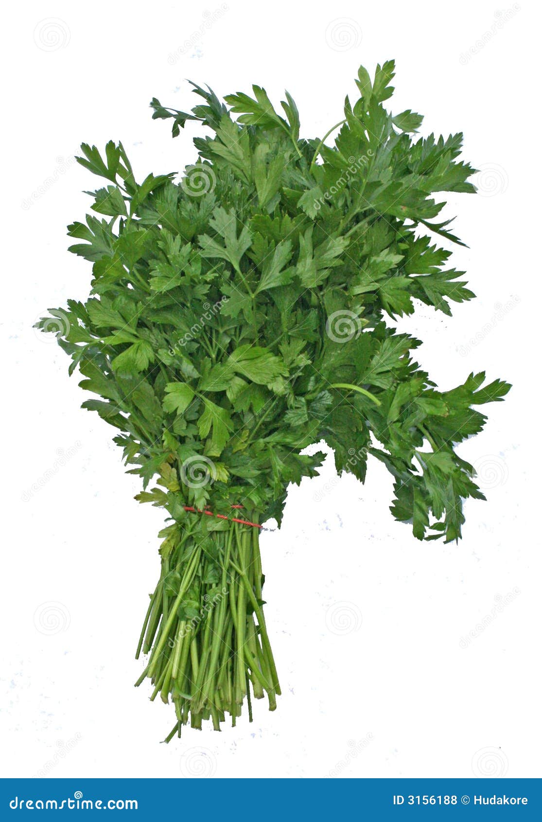 Flat-leaf Parsley stock photo. Image of fresh, twig, kitchen - 3156188