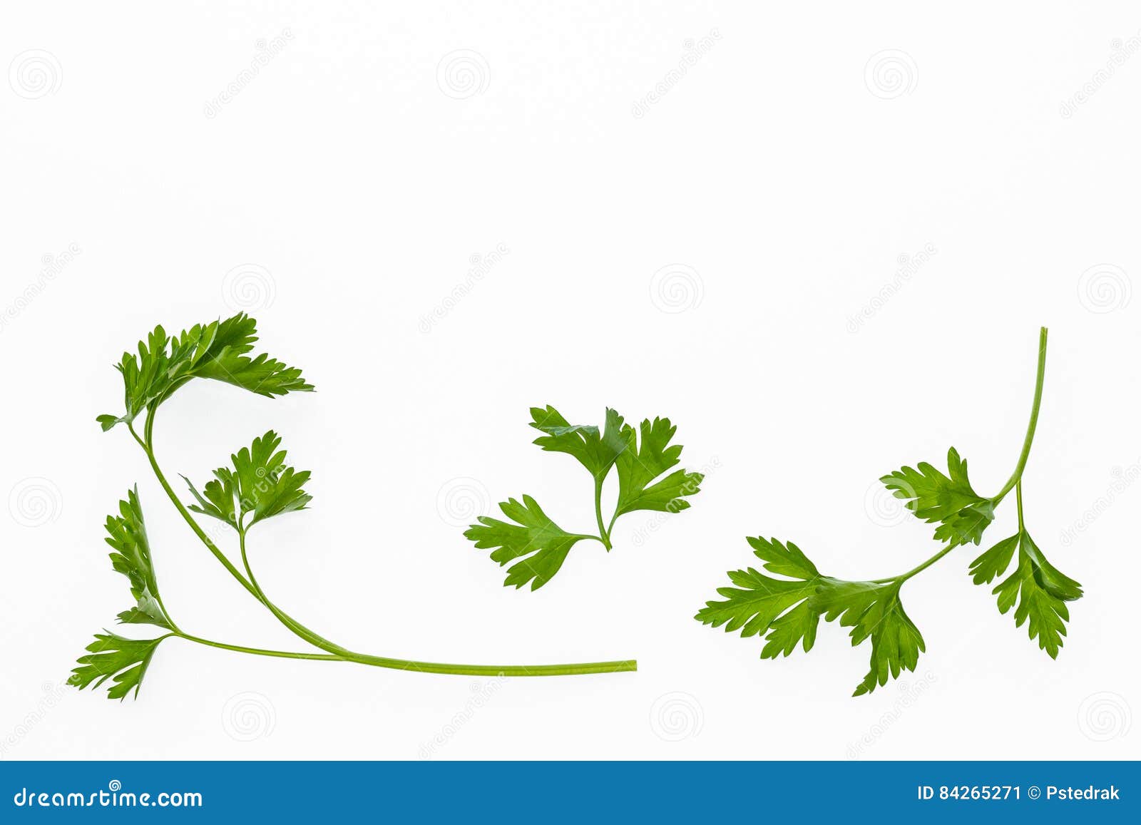 Flat Leaf Parsley Stalks Isolated on White Background Stock Image ...