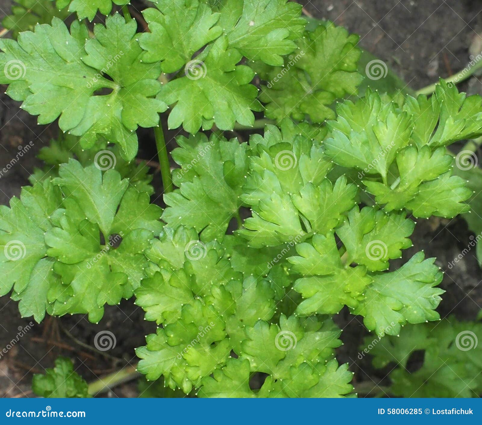 Flat Leaved Italian Parsely Stock Image - Image of ingredient, herbal ...
