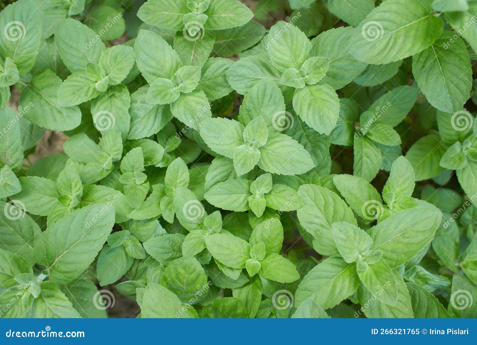 Flat-leaved Menthol. Menthol Green Leaves Growing in the Garden Stock ...